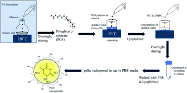 5FU encapsulated polyglycerol sebacate nanoparticles as anti-cancer ...