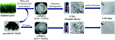 Production of cellulose nanofibrils and films from elephant grass using ...