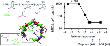 The function of peptide-mimetic anionic groups and salt bridges in the ...