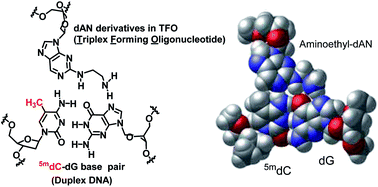 Design and synthesis of purine nucleoside analogues for the formation ...