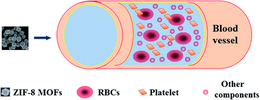 Effects of ZIF-8 MOFs on structure and function of blood components ...