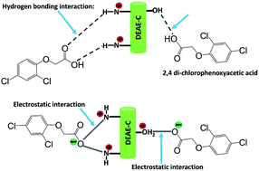 Prospective application of diethylaminoethyl cellulose (DEAE-cellulose ...