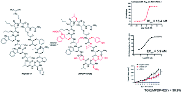 Rational design of a potent macrocyclic peptide inhibitor targeting the ...
