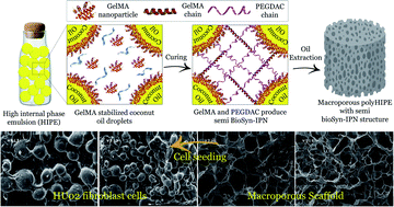 Porous scaffolds with the structure of an interpenetrating polymer ...