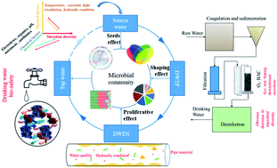 Microbial diversity in full-scale water supply systems through ...