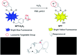 Construction of a lysosome-targetable ratiometric fluorescent probe for ...
