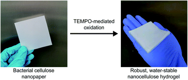 TEMPO-oxidised nanocellulose hydrogels and self-standing films derived ...