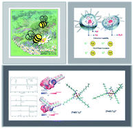 A comparative study on the coordination of diglycolamide isomers with ...
