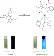 A highly selective pyridoxal-based chemosensor for the detection of Zn(ii) and application in ...