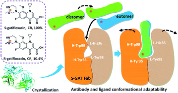 Conformational adaptability determining antibody recognition to ...