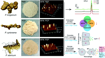 Physicochemical, morpho-structural, and biological characterization of ...
