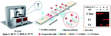 A rapid water bath PCR combined with lateral flow assay for the ...