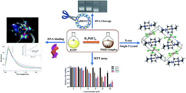Oxidative DNA cleavage mediated by a new unexpected [Pd(BAPP)][PdCl4 ...