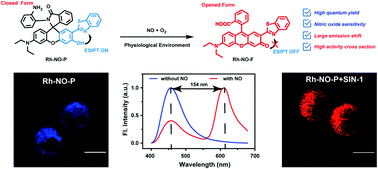 Development of a ratiometric nitric oxide probe with baseline resolved ...