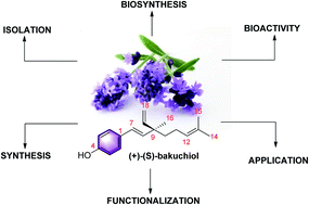 Bakuchiol – a natural meroterpenoid: structure, isolation, synthesis ...
