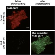 Blue-conversion of organic dyes produces artifacts in multicolor ...