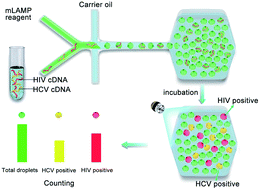 Multiplexed droplet loop-mediated isothermal amplification with scorpion-shaped probes and ...