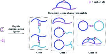 Construction of diverse peptide structural architectures via ...