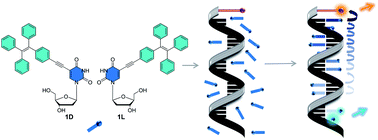 DNA-templated control of chirality and efficient energy transport in ...