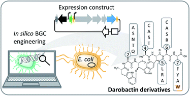 Improved broad-spectrum antibiotics against Gram-negative pathogens via ...