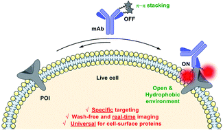 Real-time imaging of cell-surface proteins with antibody-based ...