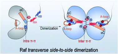 The mechanism of Raf activation through dimerization - Chemical Science ...