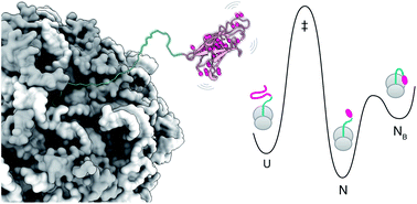 Nascent chain dynamics and ribosome interactions within folded ribosome ...