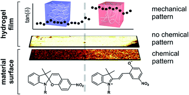 Surface-controlled spatially heterogeneous physical properties of a ...