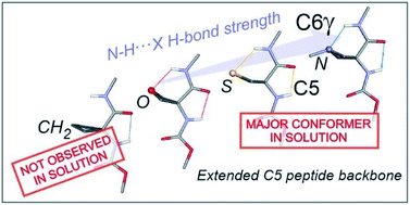 N–H⋯X interactions stabilize intra-residue C5 hydrogen bonded ...