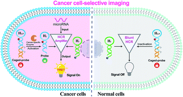 Bioorthogonal regulation of DNA circuits for smart intracellular ...