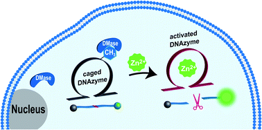 Intelligent demethylase-driven DNAzyme sensor for highly reliable metal ...