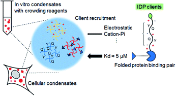 Determinants for intrinsically disordered protein recruitment into ...