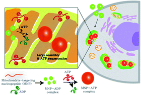 Intramitochondrial co-assembly between ATP and nucleopeptides induces ...