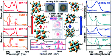 Mapping blood biochemistry by Raman spectroscopy at the cellular level ...