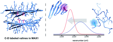 Direct observation of peptide hydrogel self-assembly - Chemical Science ...
