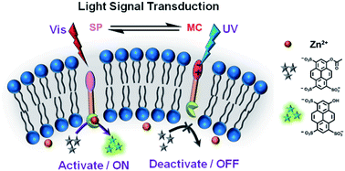 A system for artificial light signal transduction via molecular ...