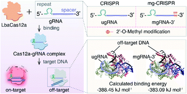 2′-O-Methyl modified guide RNA promotes the single nucleotide ...