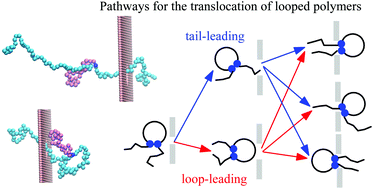 Translocation of a looped polymer threading through a nanopore - Soft ...