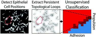 Topological data analysis of collective and individual epithelial cells ...