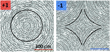 Topological defects of integer charge in cell monolayers - Soft Matter (RSC Publishing)