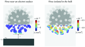 Electrostatic interactions between the SARS-CoV-2 virus and a charged ...