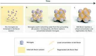 Silk granular hydrogels self-reinforced with regenerated silk fibroin ...
