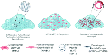 Role of functionalized self-assembled peptide hydrogels in in vitro ...