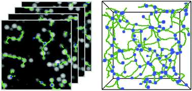 ArGSLab: a tool for analyzing experimental or simulated particle networks - Soft Matter (RSC ...