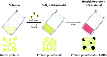 Au3+-Induced gel network formation of proteins - Soft Matter (RSC ...