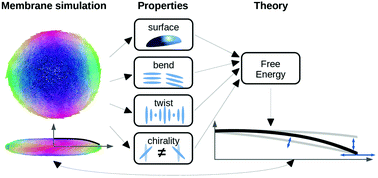 Colloidal membranes of chiral rod-like particles - Soft Matter (RSC ...