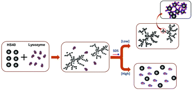 Tuning of silica nanoparticle–lysozyme protein complexes in the ...