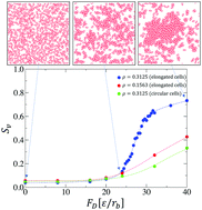 Collective motion of cells modeled as ring polymers - Soft Matter (RSC ...