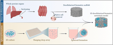Decellularized organ biomatrices facilitate quantifiable in vitro 3D ...