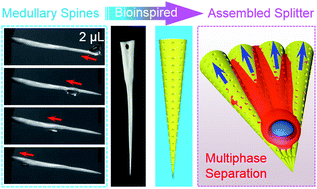A fishbone-inspired liquid splitter enables directional droplet ...
